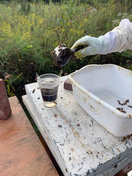 Conduct an Alcohol Wash for Varroa Mite Monitoring - Backyard Beekeeping